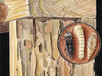 Carcomas :: Biosam sanidad ambiental